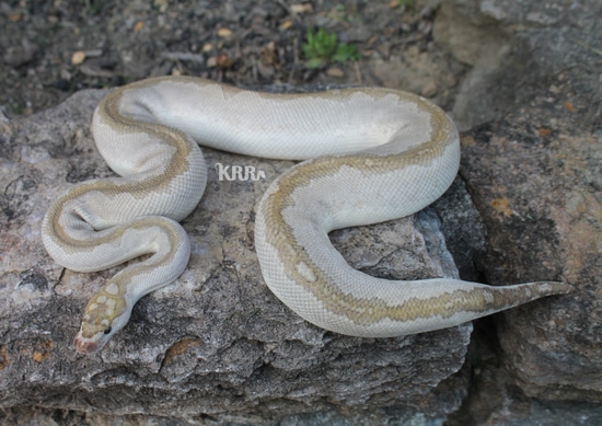 Bamboo Clown Ball Python by Kentucky Redneck Reptiles