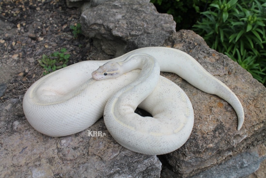 Highway Ball Python by Kentucky Redneck Reptiles