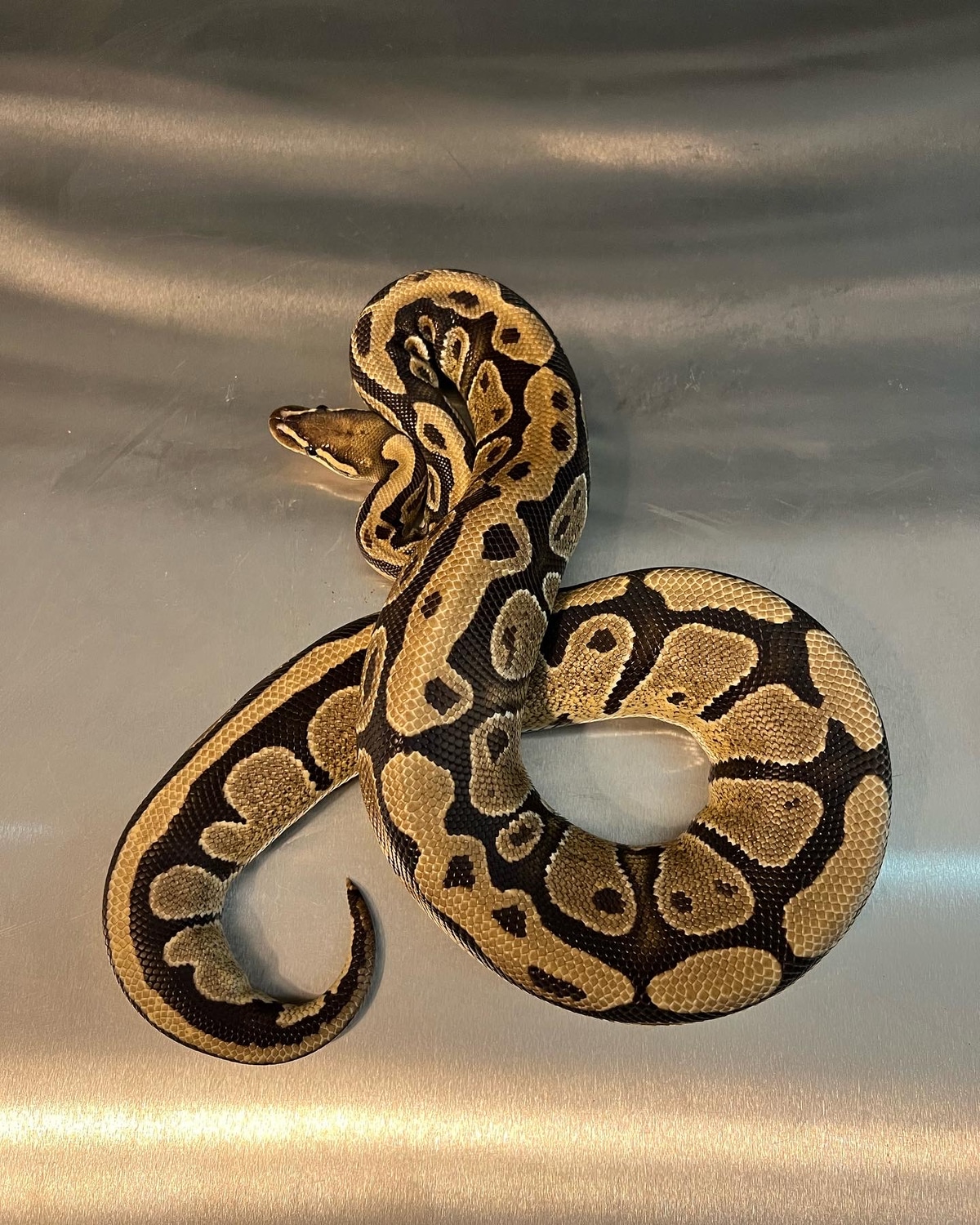 Fire Ball Python by VA Morphs - MorphMarket