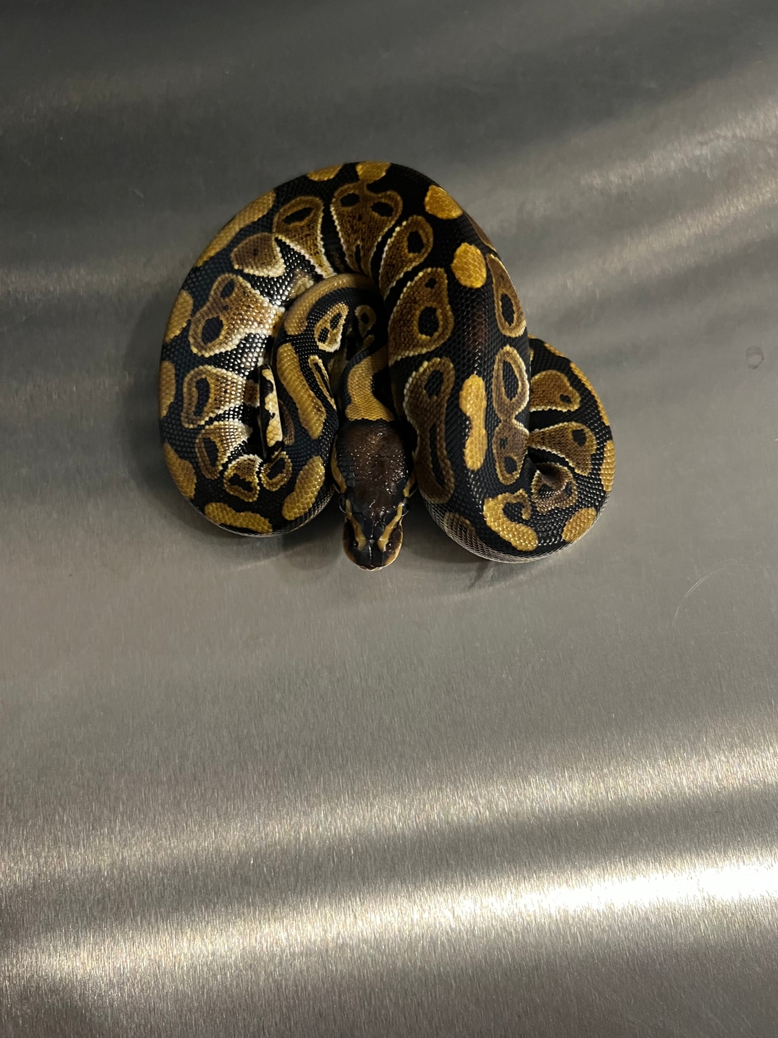 Normal 66% Het Hypo Clown Ball Python by VA Morphs - MorphMarket