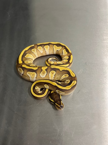 Mojave Enchi DH Hypo Puzzle Ball Python by VA Morphs