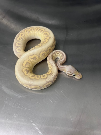 Banana Black Pewter Mojave Het Clown 50% Het Hypo Ball Python by VA Morphs