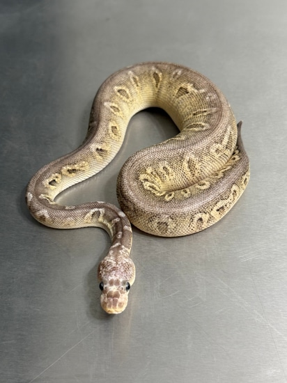 Barnhart Black Pewter Clown (Stranger) Ball Python by VA Morphs