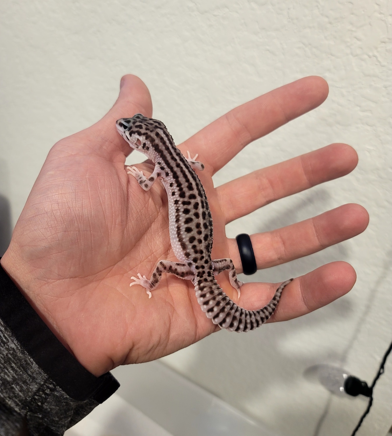 Super Snow Eclipse Leopard Gecko by Space City Leos - MorphMarket