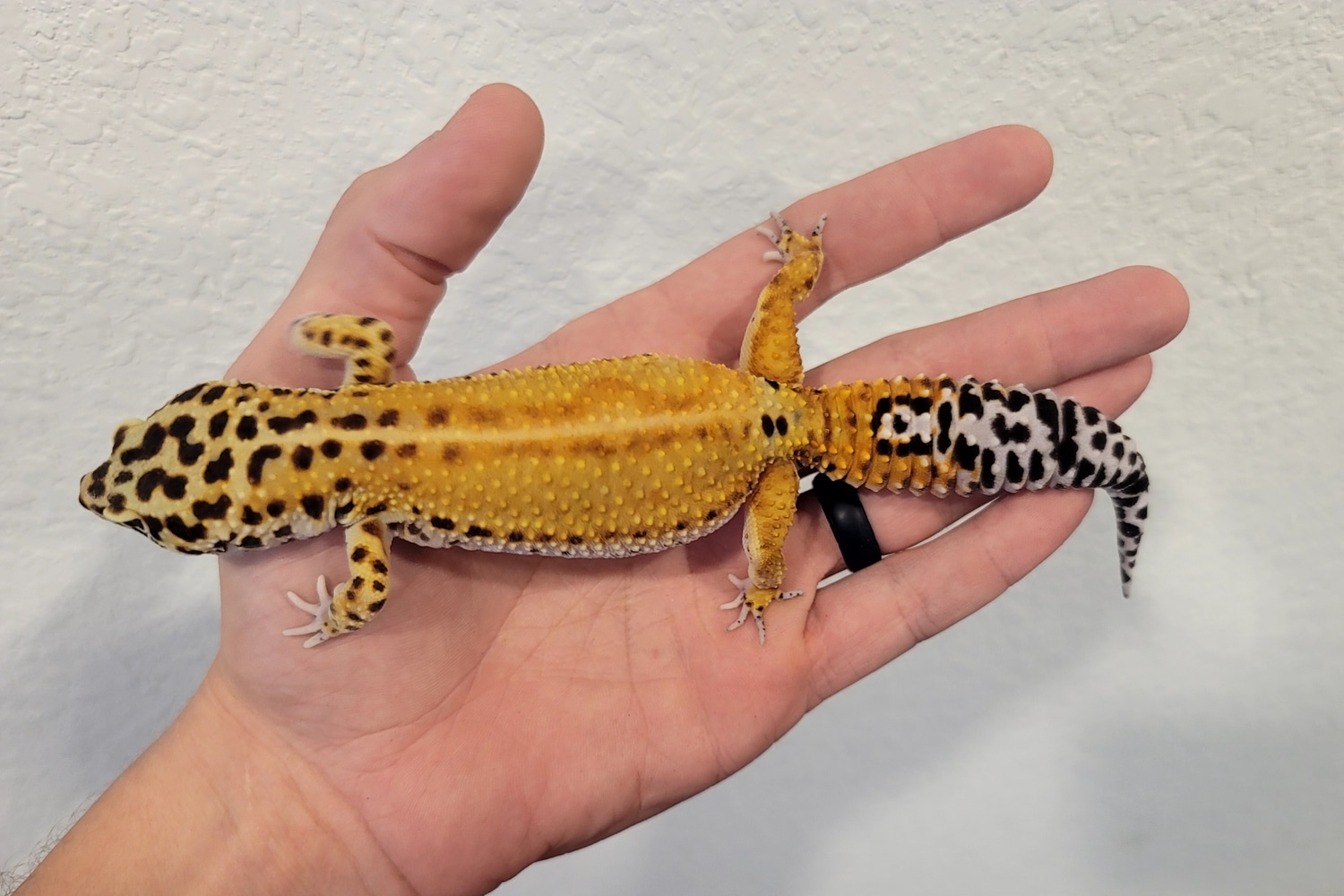 Giant Blood Emerine Red Stripe Leopard Gecko by Space City Leos ...