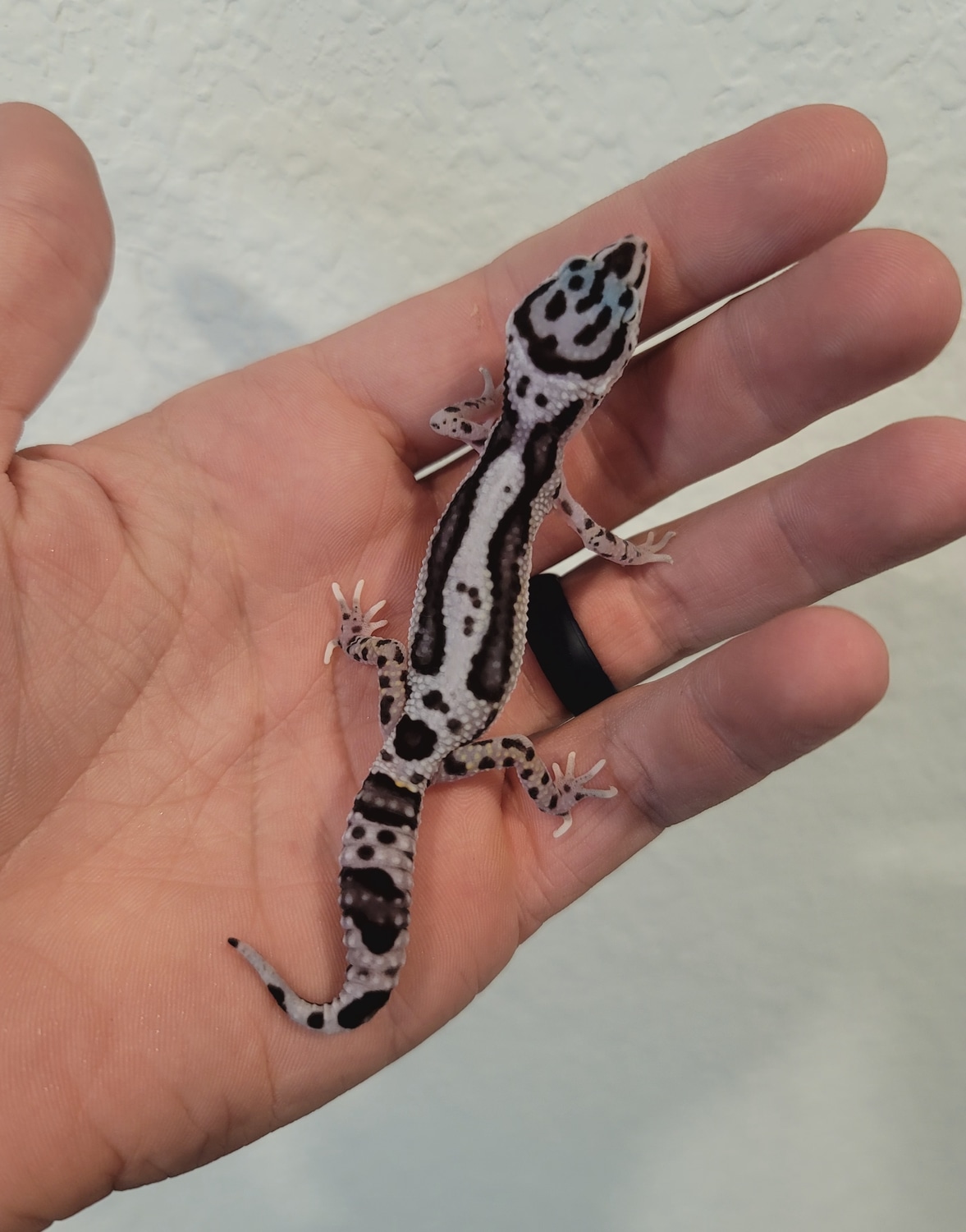 Bold Mack Snow WY Eclipse - TSF Leopard Gecko by Space City Leos ...
