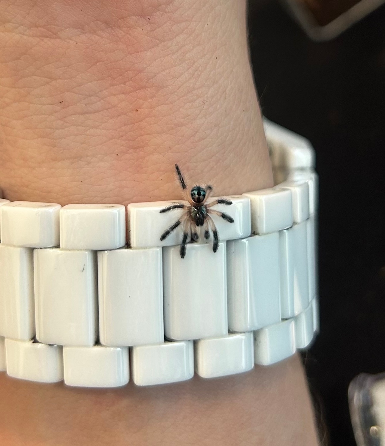 Typhochlaena Seladonia - Brazilian Jewel Tarantula by Space City Leos ...