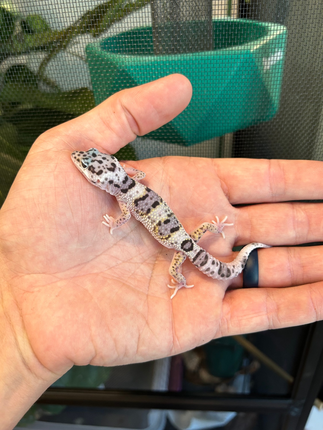 Giant Pos Super Giant Mack Snow - TSM Leopard Gecko by Space City Leos ...