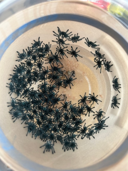 Caribena Versicolor Slings Tarantula by Space City Leos