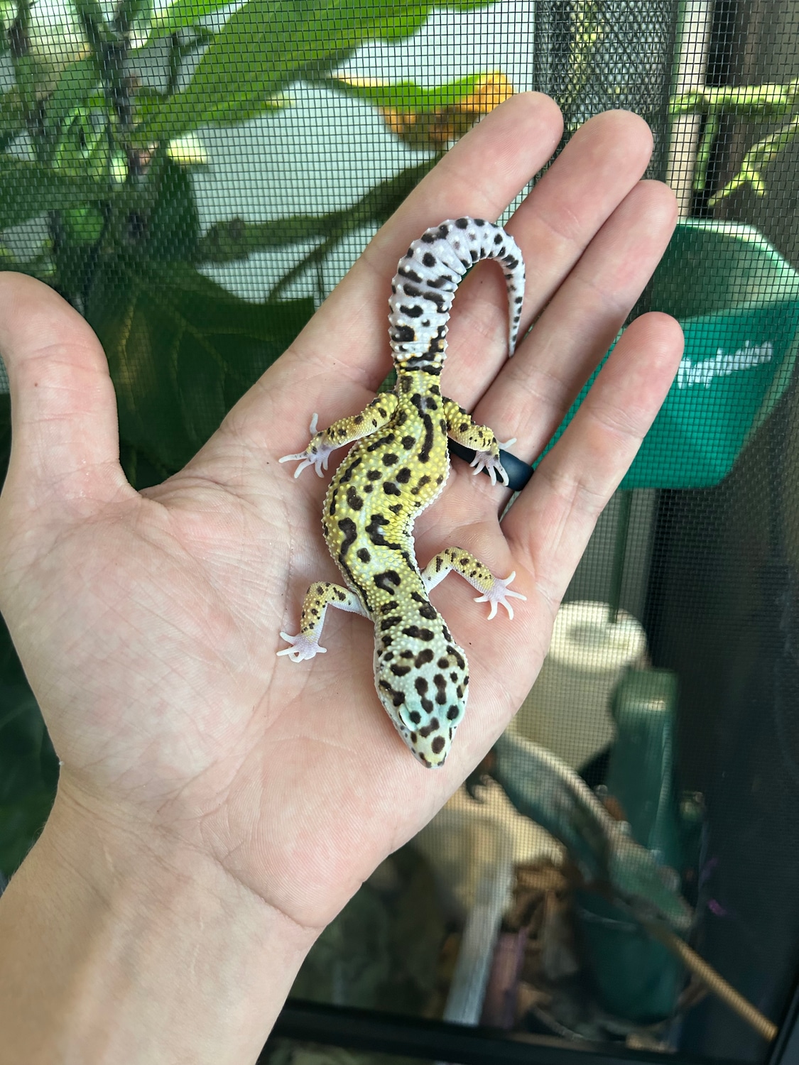 Unique Fasciolatus - TSM Leopard Gecko by Space City Leos - MorphMarket