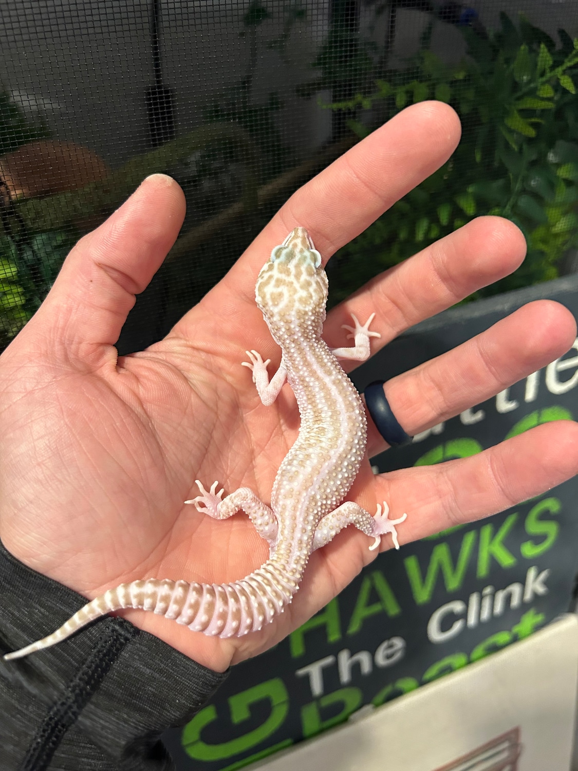 Lavender Snow Raptor Stripe Leopard Gecko by Space City Leos - MorphMarket