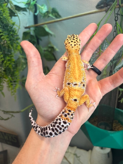 Atomic Electric Leopard Gecko by Space City Leos