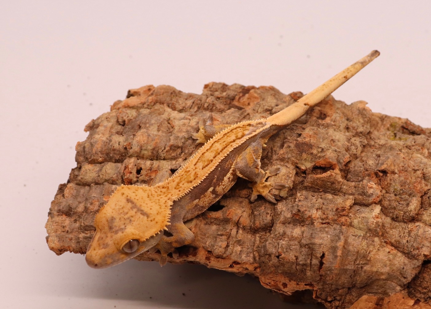 Unsexed Thick Pin Crested Gecko by Mad Morph Geckos - MorphMarket