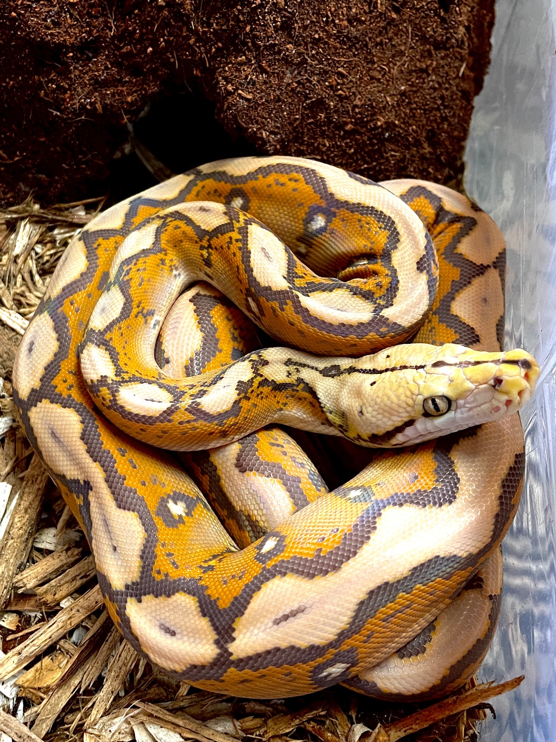Mochino Motley Reticulated Python by Primitive Presence - MorphMarket