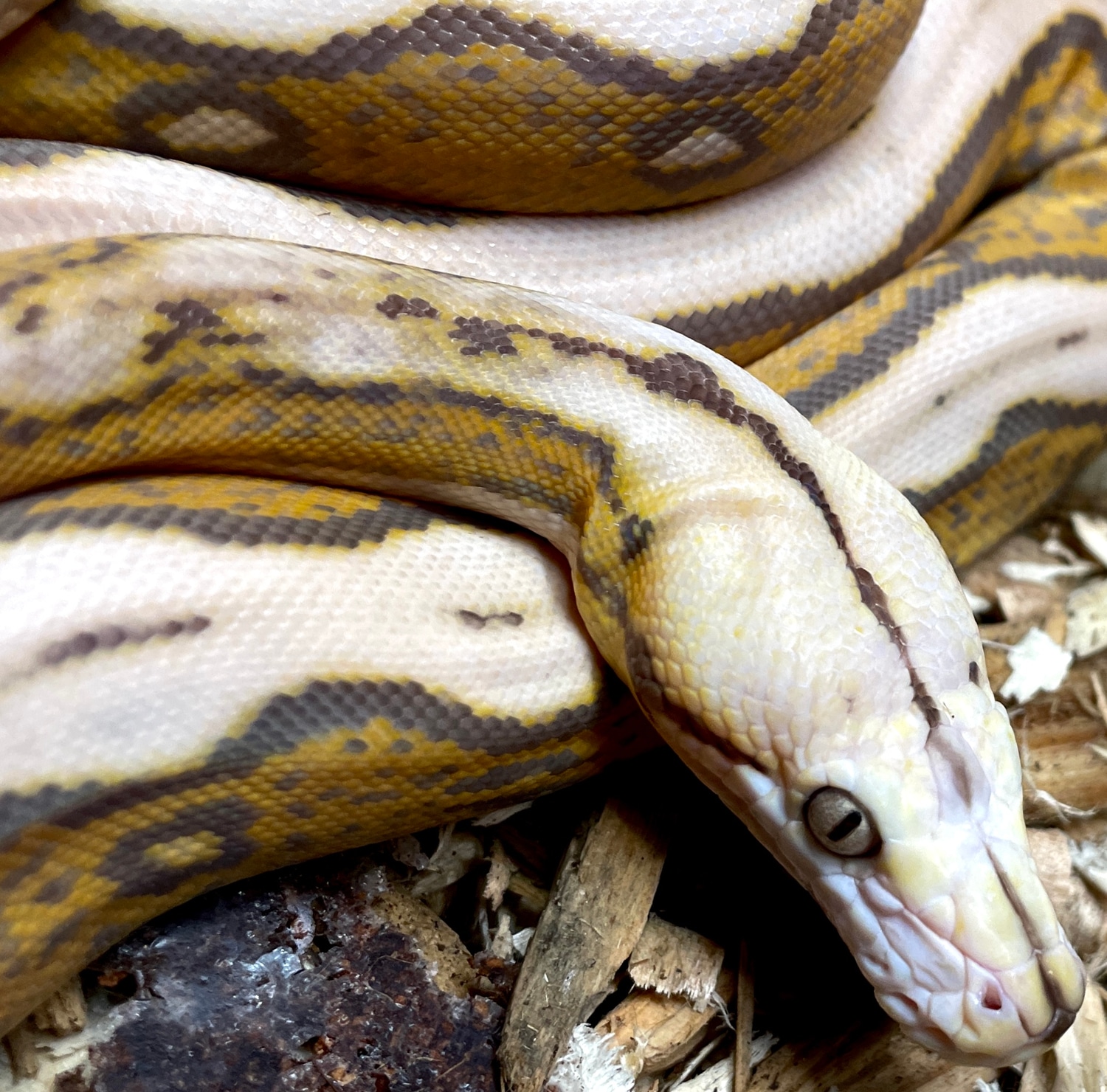 Mochino Motley Tiger Reticulated Python by Primitive Presence - MorphMarket