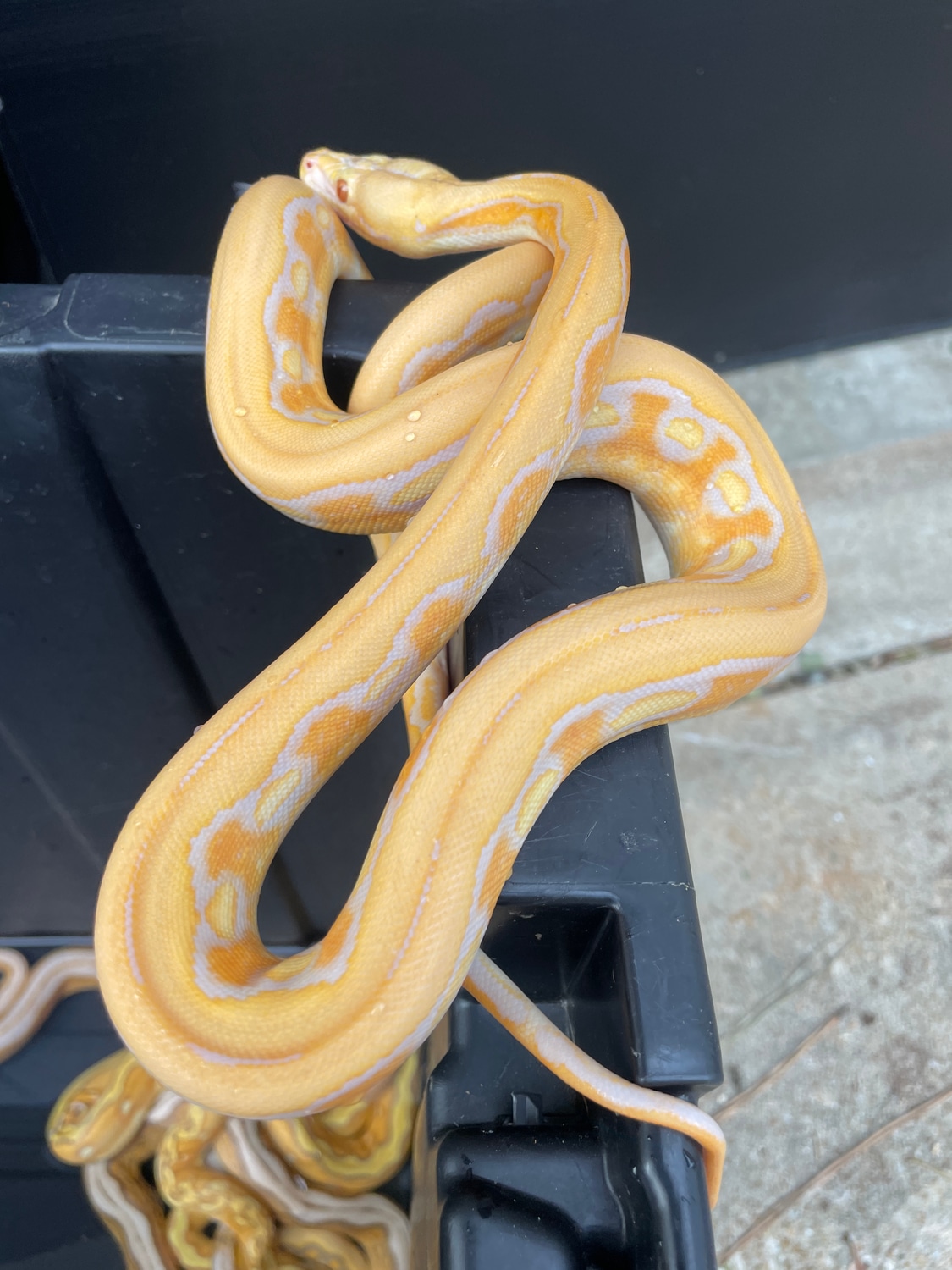 Lavender Tiger Reticulated Python by Primitive Presence - MorphMarket