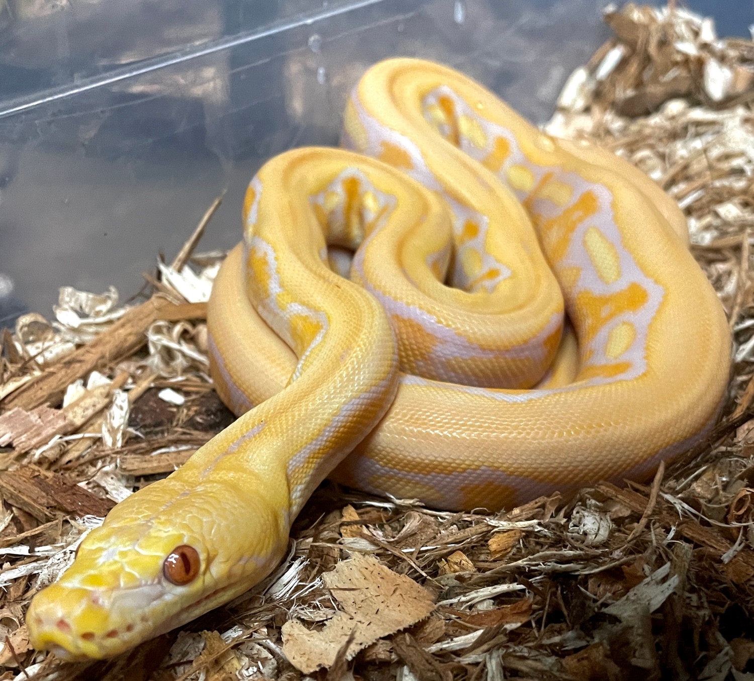 White Albino Tiger Reticulated Python by Primitive Presence - MorphMarket