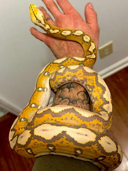 Mochino Motley Reticulated Python by Primitive Presence