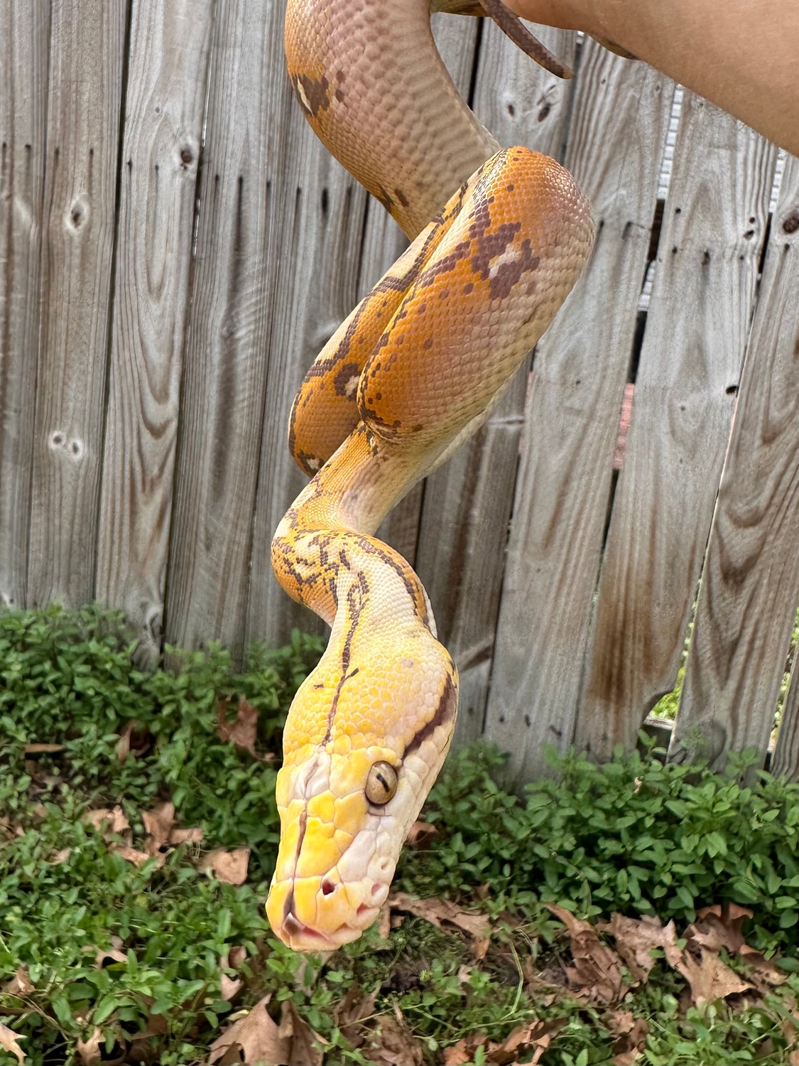 Mochino Motley Reticulated Python by Primitive Presence - MorphMarket