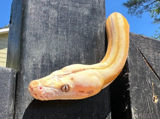 Mochino Motley Supertiger Reticulated Python by Primitive Presence