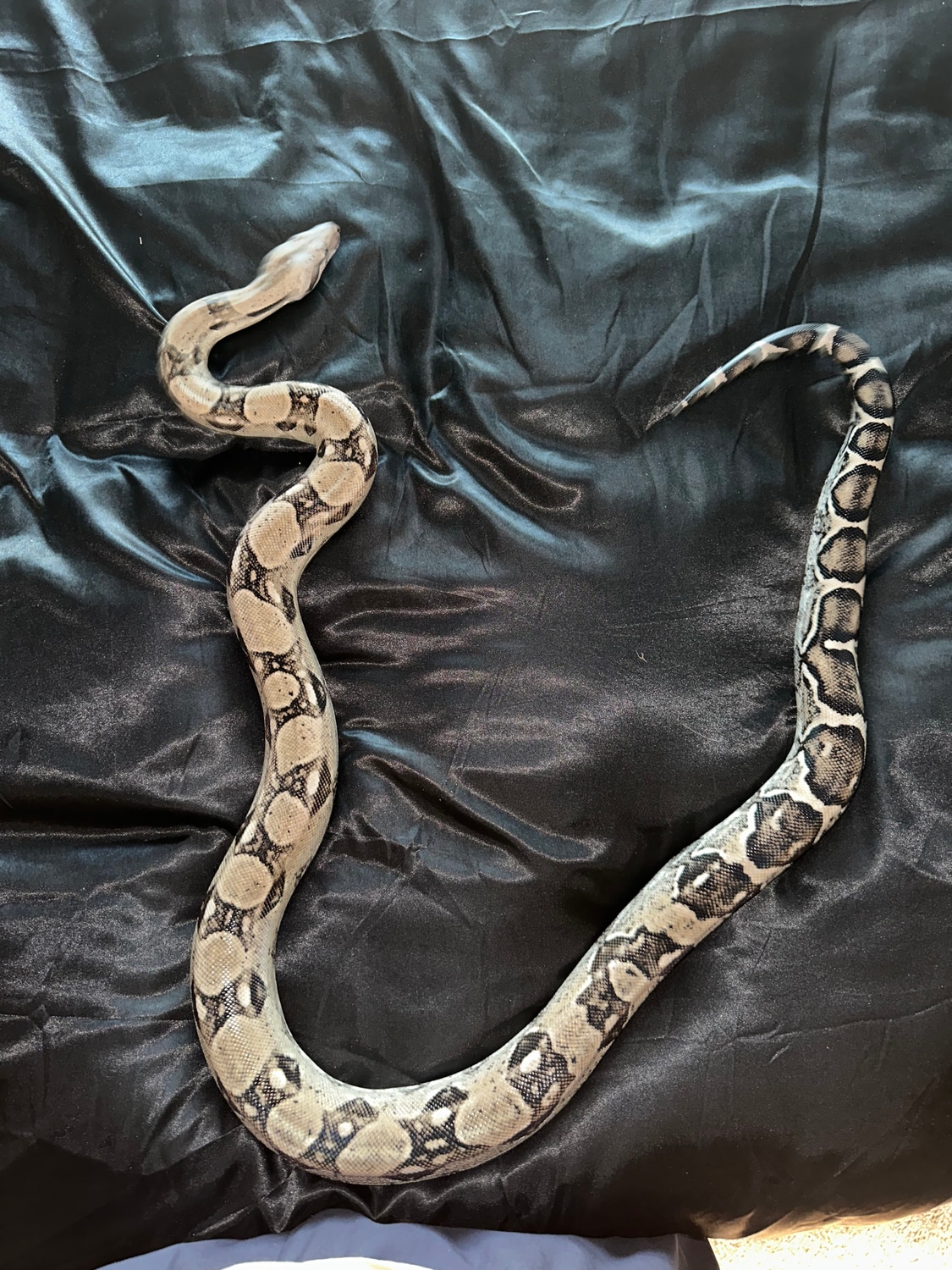 Anery Het VPI Boa Constrictor by Williamson Snakes - MorphMarket