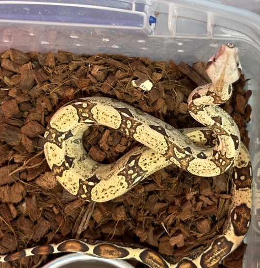 VPI Boa Constrictor by Williamson Snakes