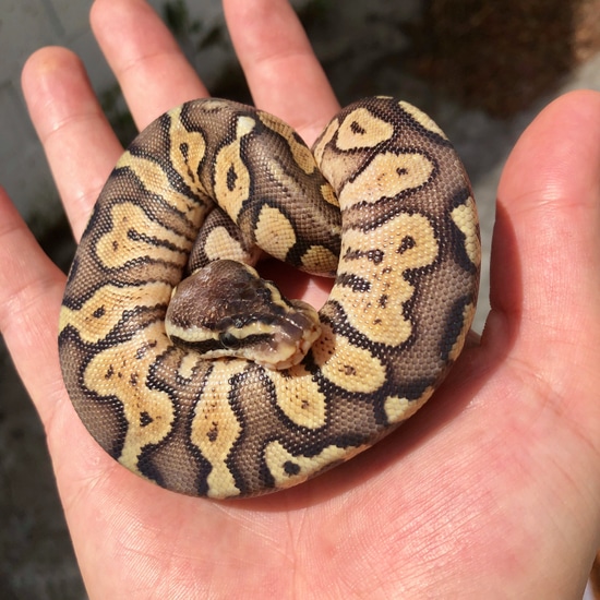 Nova Pastel Red Gene 50% Het Puzzle Ball Python by Fantasy Morphs