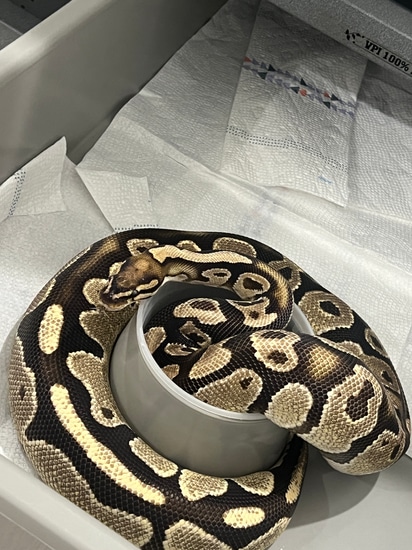 Hi OD Vanilla Het Pied Proven Ball Python by Tyler Nolan Tattoos