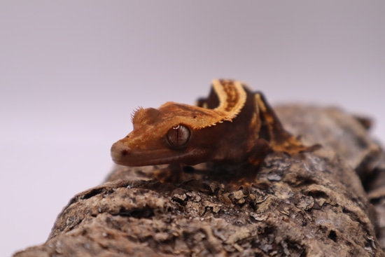 Het EB Super Stripe Crested Gecko by Curiocity Reptiles