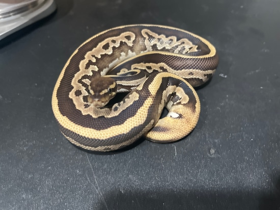 Leopard Mojave Ball Python by Fisher pythons