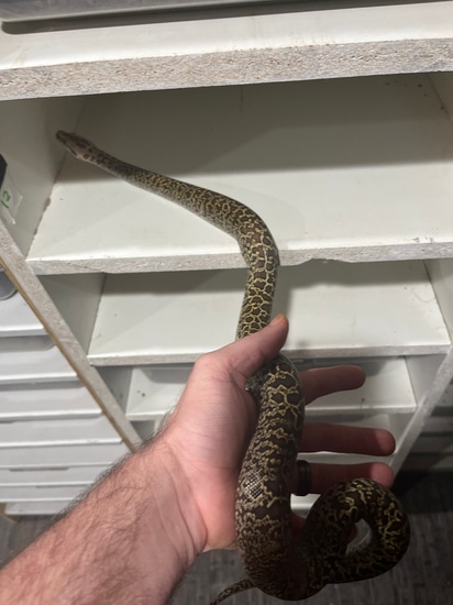 Granite Pos Het Albino Burmese Python by Fisher pythons