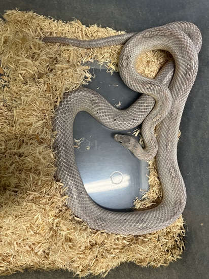 Motley Anery Dilute Male And Snow Female Corn Snake by Fisher pythons