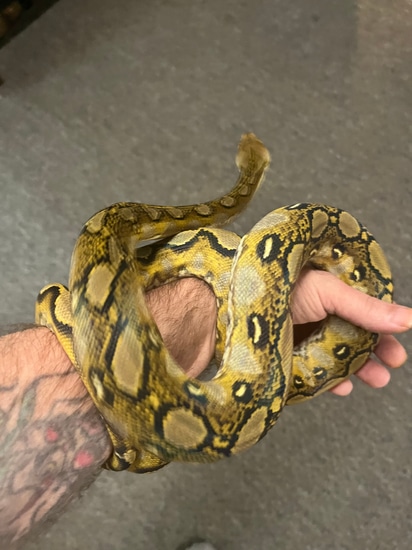 Sunfire Reticulated Python by Fisher pythons