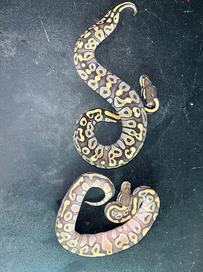 Butter Male And Mojave Female Ball Python by Fisher pythons