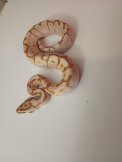 Queen Bee Enchi Ball Python by T&R Reptiles