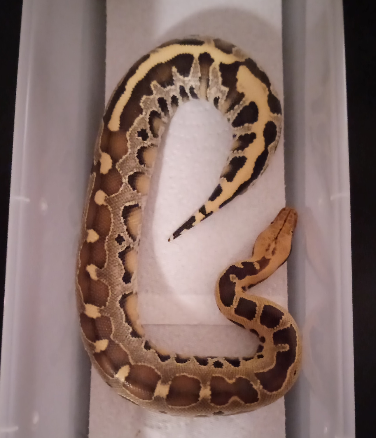 Genetic Stripe Het Granite Borneo Short-tailed Python by MobTown ...