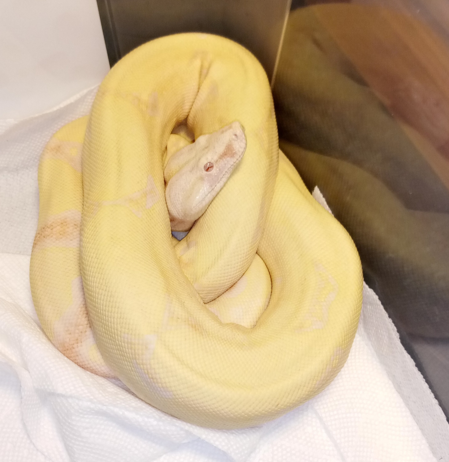 Kahl Albino Boa Constrictor by MobTown Reptiles - MorphMarket