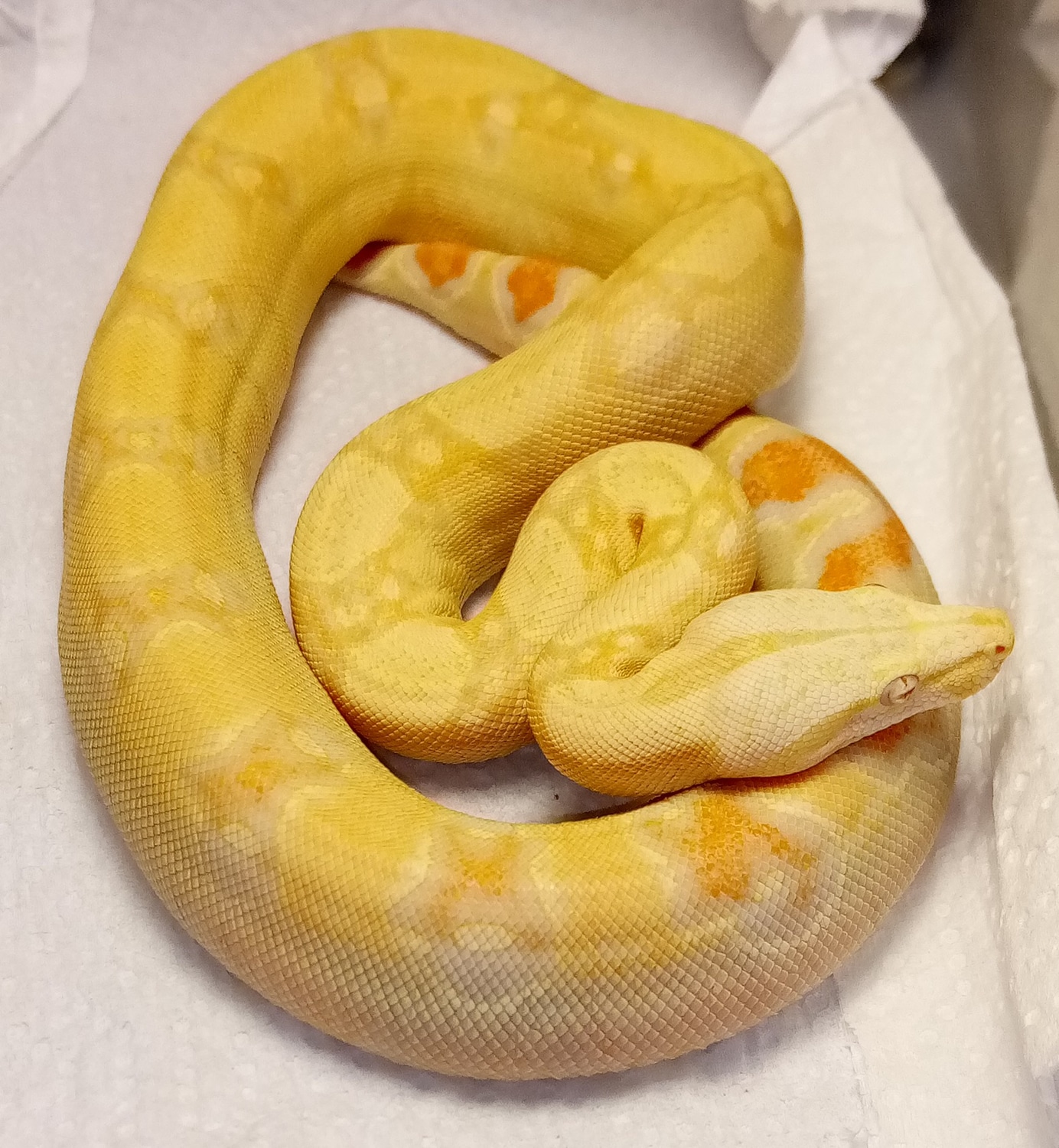 Kahl Albino 100% Het Anerythristic Type 1 Boa Constrictor by MobTown ...