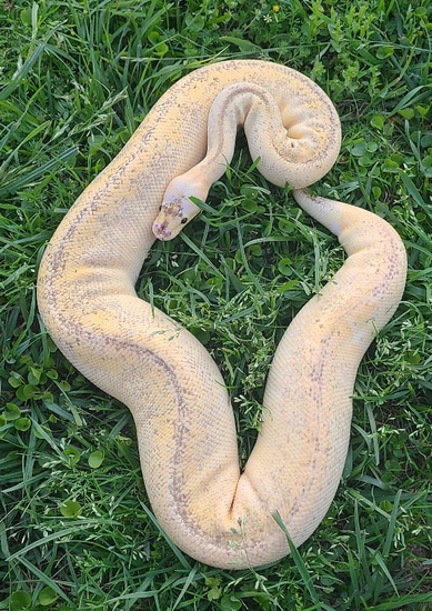 Super Pastel Champagne Lesser Leopard Het Hypo Ball Python by MobTown ...