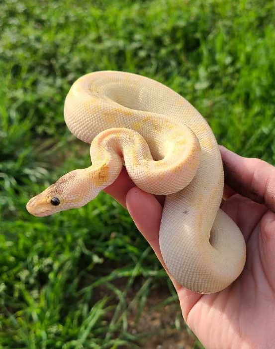 Pastel Enchi Champagne Ball Python by MobTown Reptiles - MorphMarket