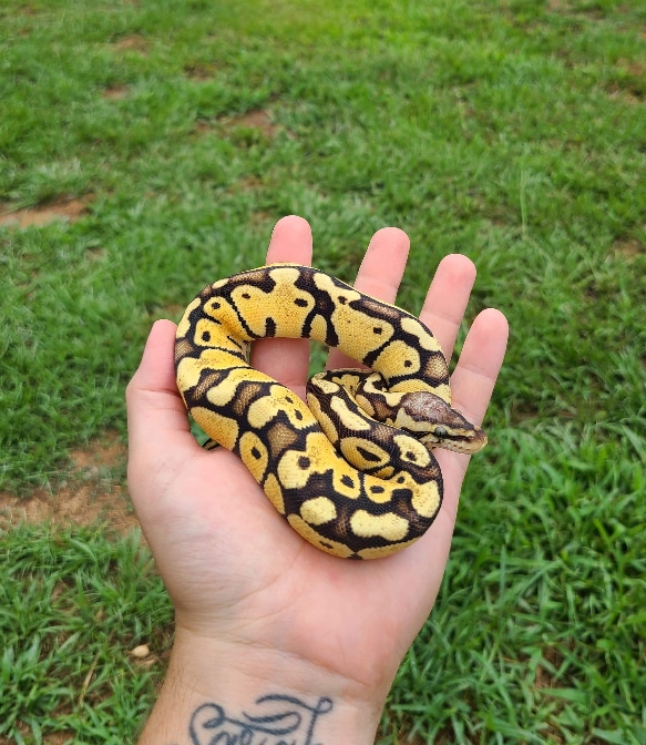 Pastel Vanilla 100% Het Puzzle Ball Python by MobTown Reptiles ...