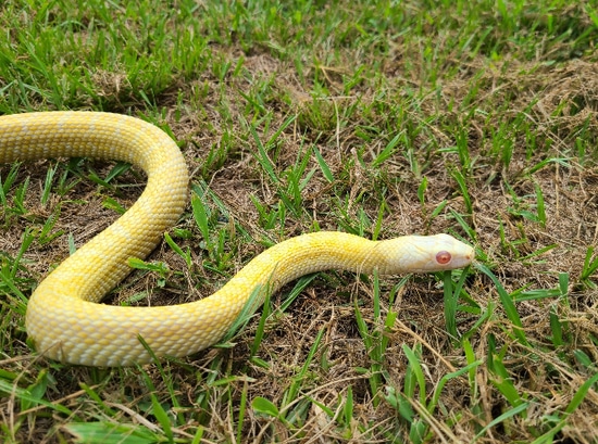 Albino Japanese Ratsnake Other Rat Snake by MobTown Reptiles