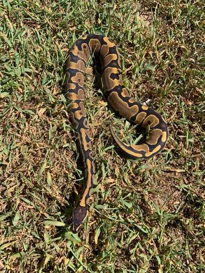 2 Yb/gravel Ball Pythons by MobTown Reptiles