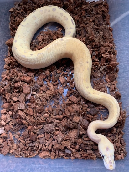 Leopard Fire Puma Confusion Ball Python by MobTown Reptiles