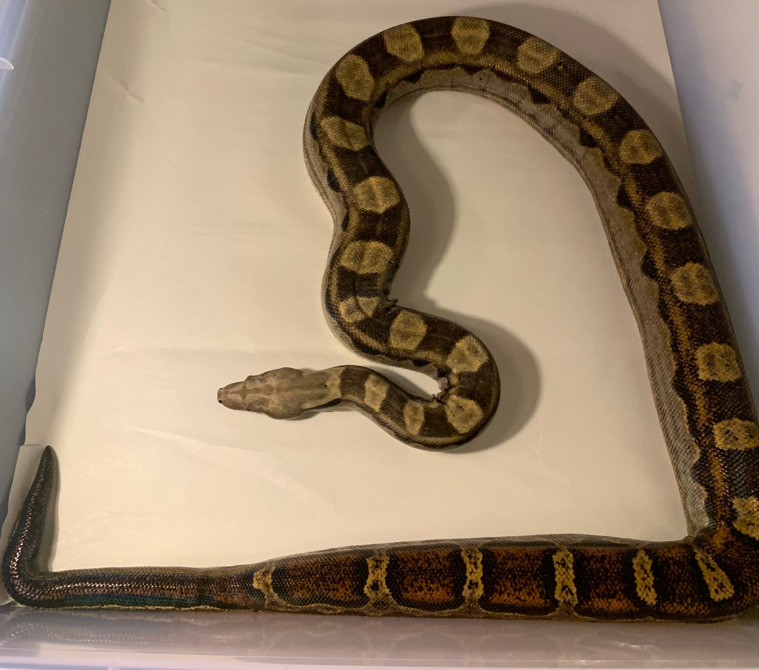 Motley Boa Constrictor by MobTown Reptiles - MorphMarket
