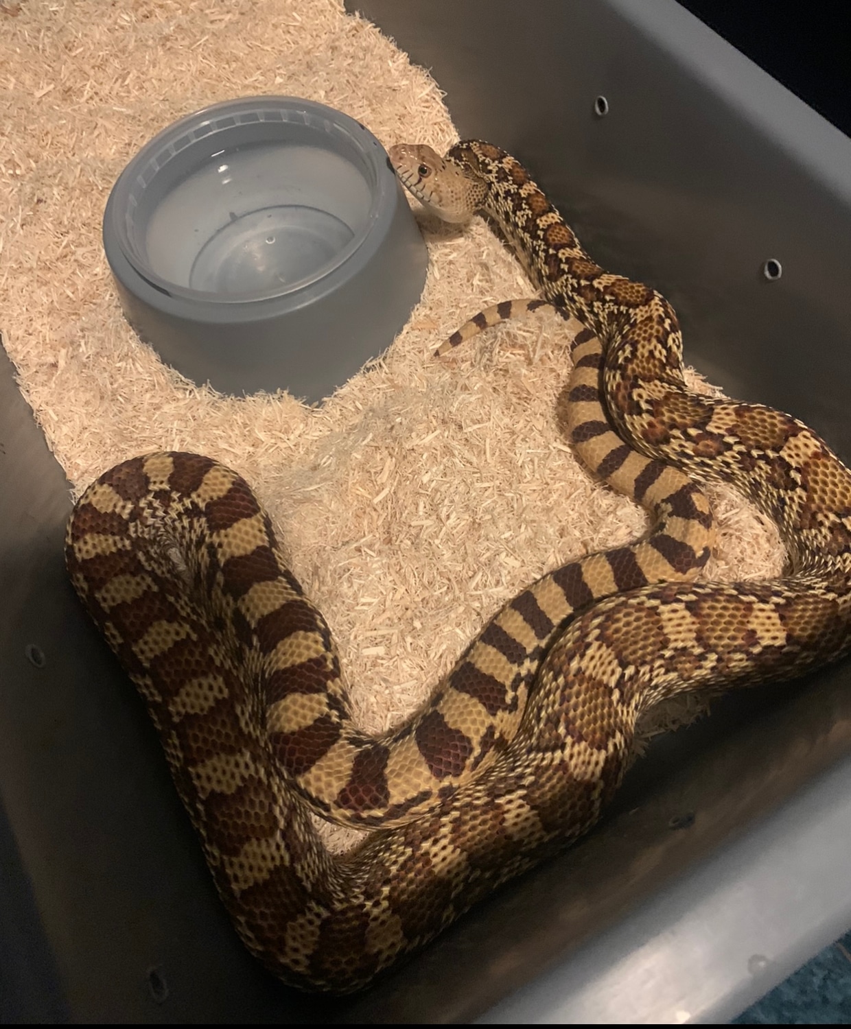Normal Bullsnake by MobTown Reptiles - MorphMarket