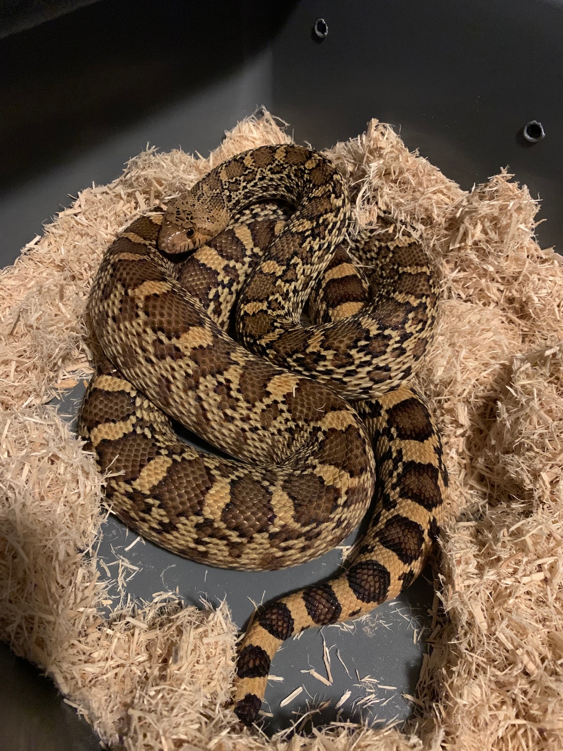 Normal Bullsnake by MobTown Reptiles - MorphMarket