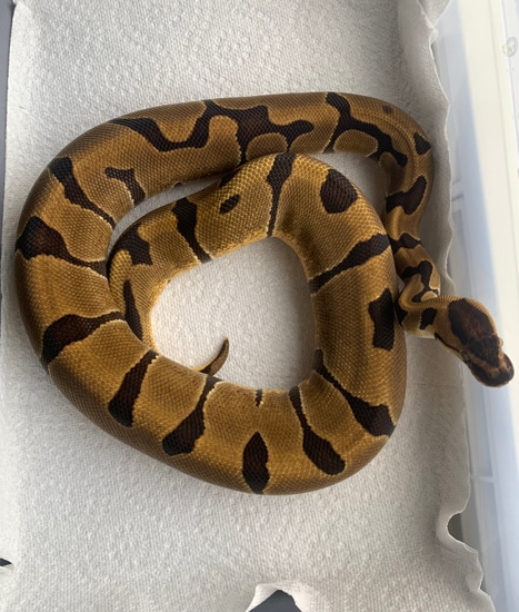 Enchi Blade Het Clown Ball Python by MobTown Reptiles