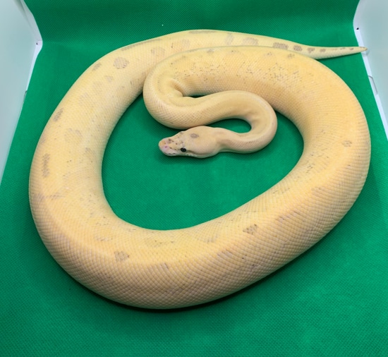 Leopard Puma Fire Confusion Ball Python by MobTown Reptiles