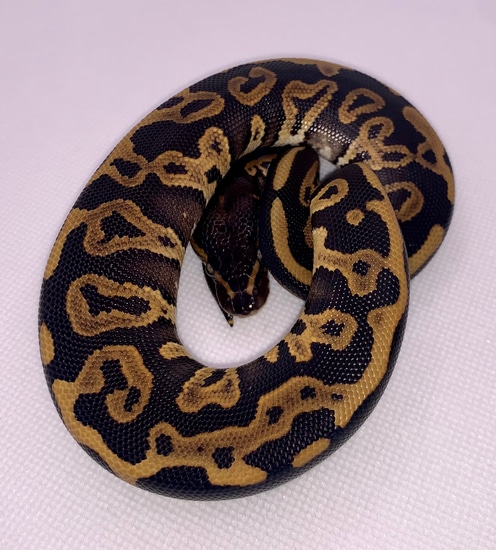 Phantom Leopard Ball Python by MobTown Reptiles